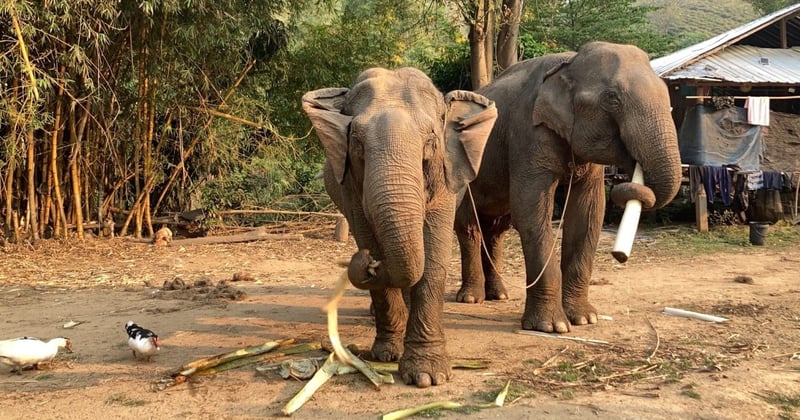 2 ปางช้างร่วมโครงการ Build Back Better for Elephants